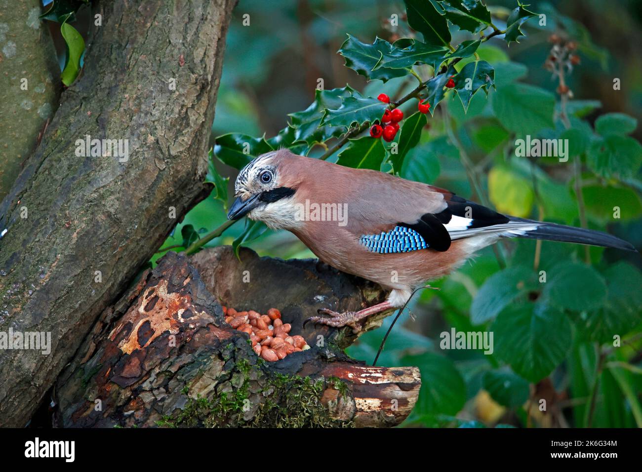 Eurasian jay collecting nuts to cache Stock Photo - Alamy