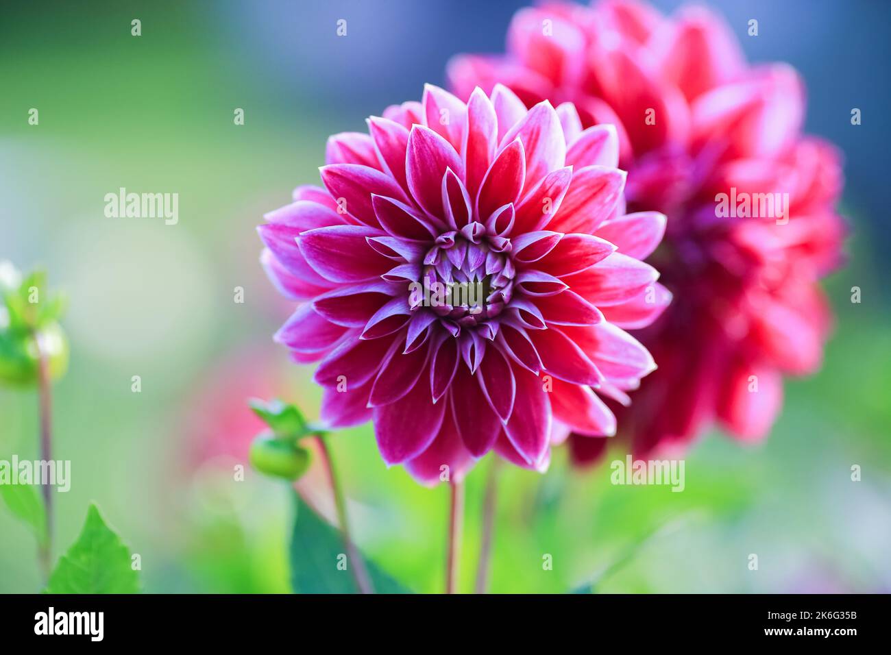 Dahlia is a member of the Compositae (also called Asteraceae) family of ...