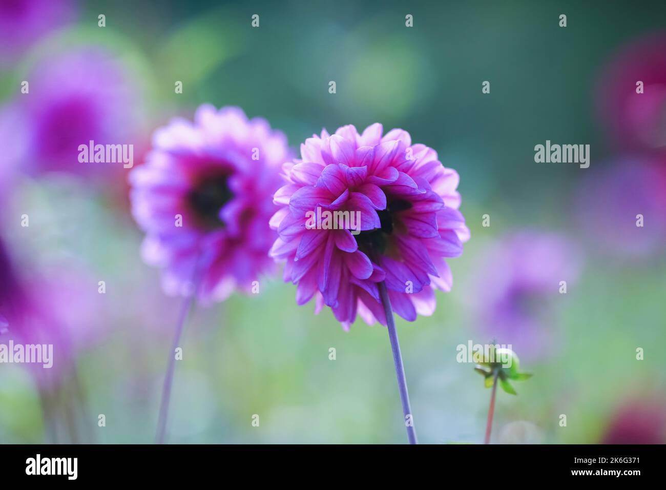 Dahlia is a member of the Compositae (also called Asteraceae) family of ...