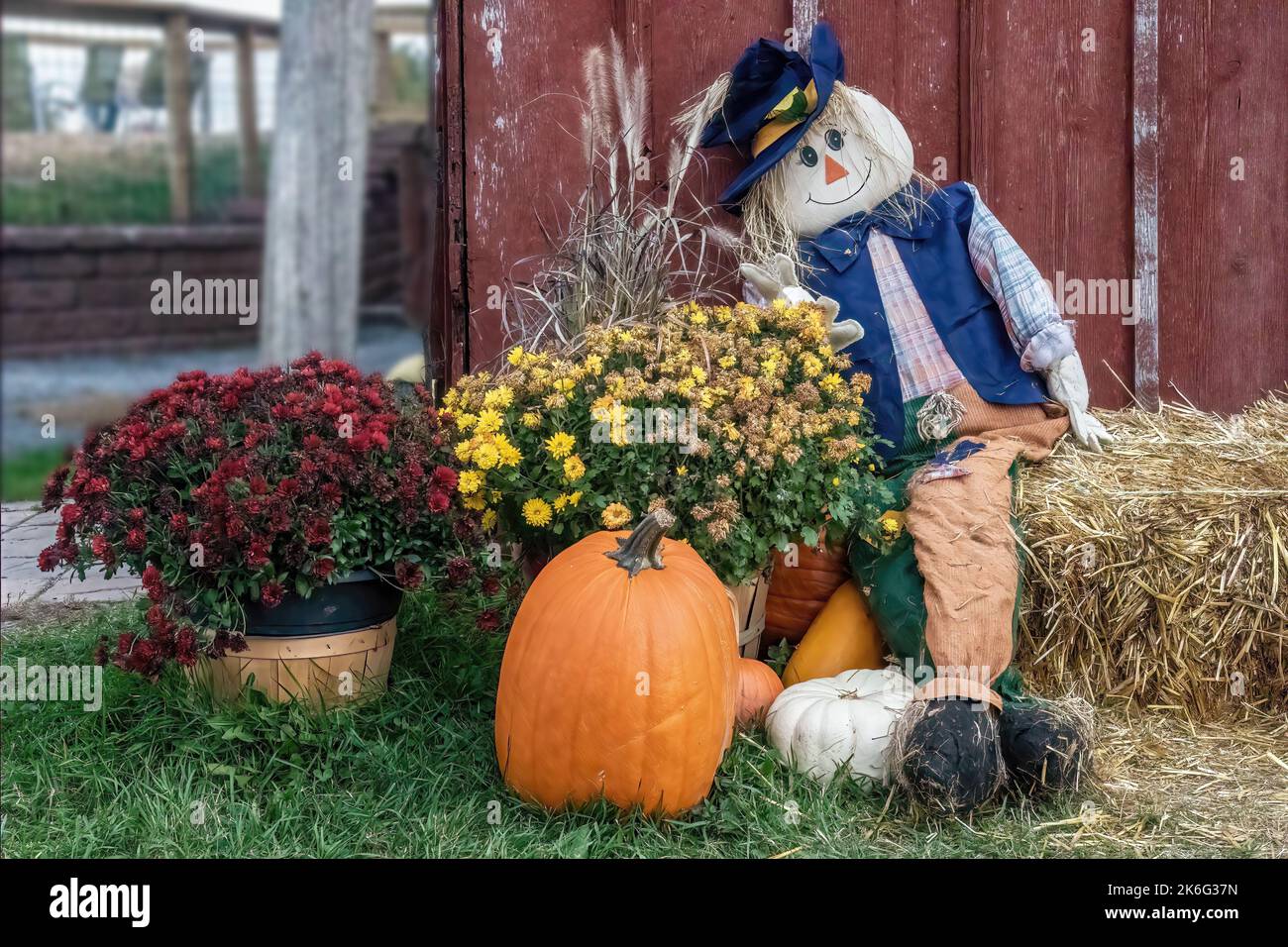 Fall decoration with a scarecrow on a hay bale, pumpkins and mums on an ...
