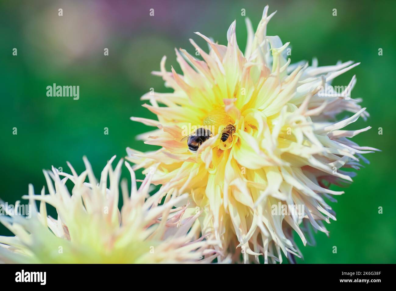 Dahlia is a member of the Compositae (also called Asteraceae) family of ...