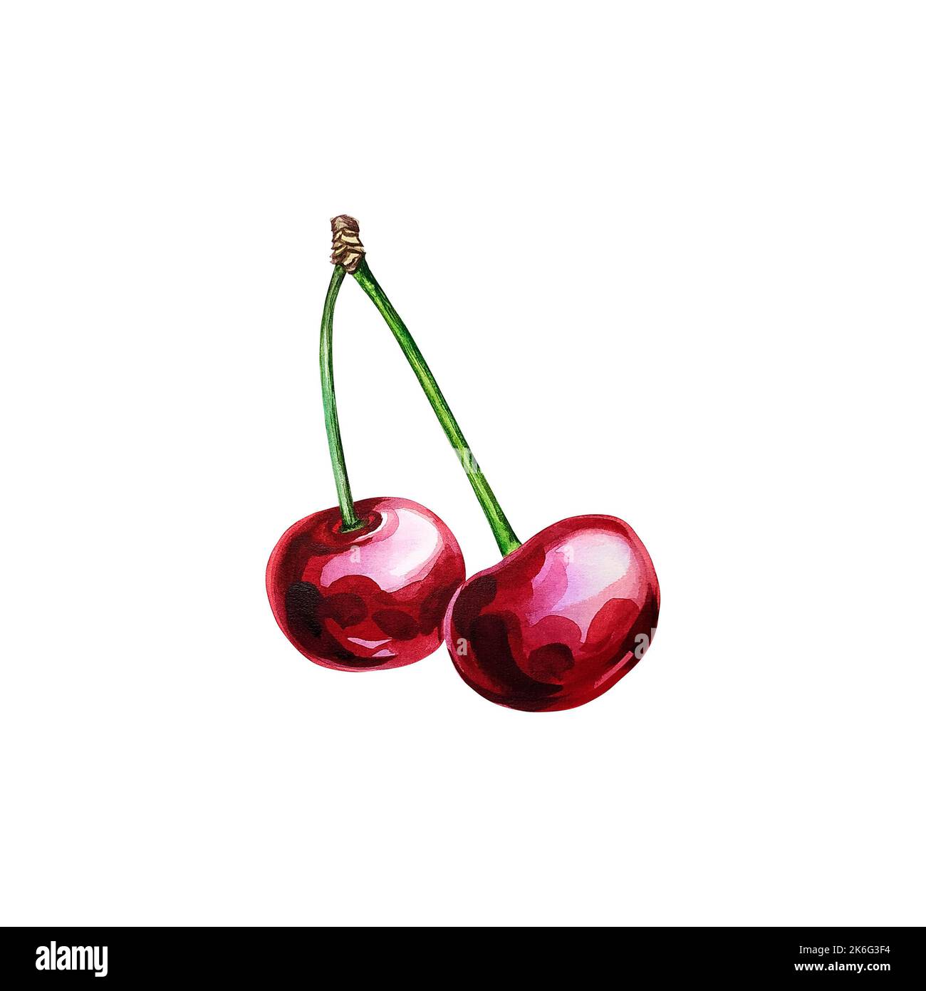 Cherry, fresh natural health product. Watercolor illustration. Isolated ...