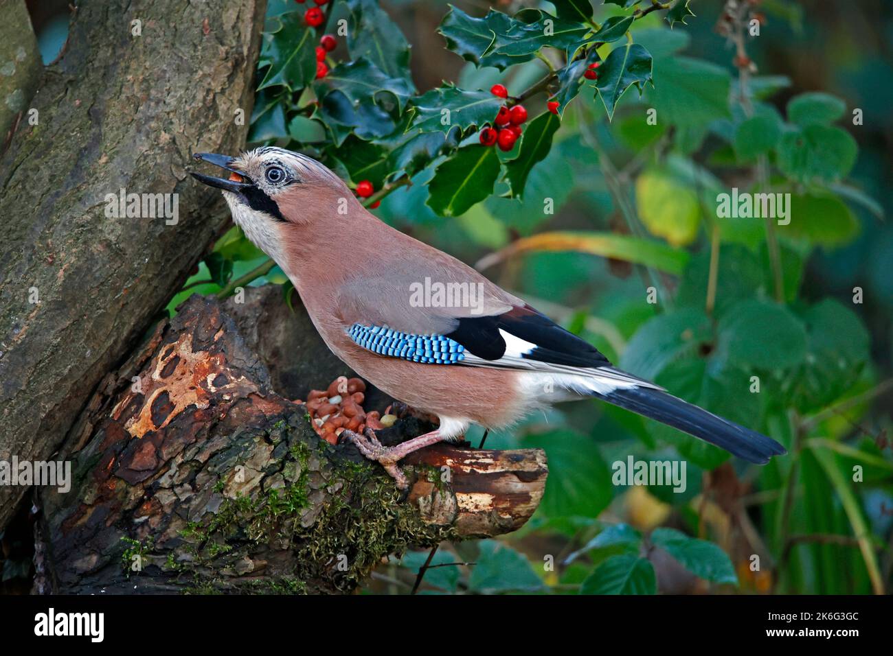 Eurasian jay collecting nuts to cache Stock Photo - Alamy