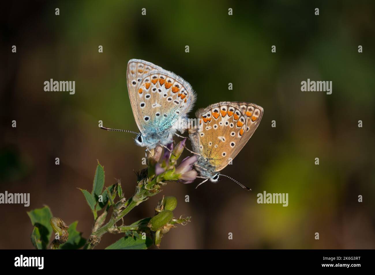 Two mating butterflies hi-res stock photography and images - Alamy