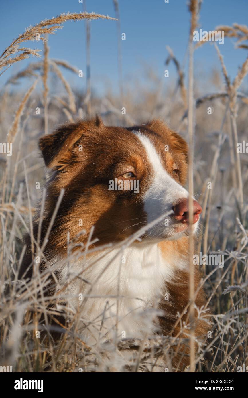 Australian Shepherd sits in tall grass covered with frost and basks in ...