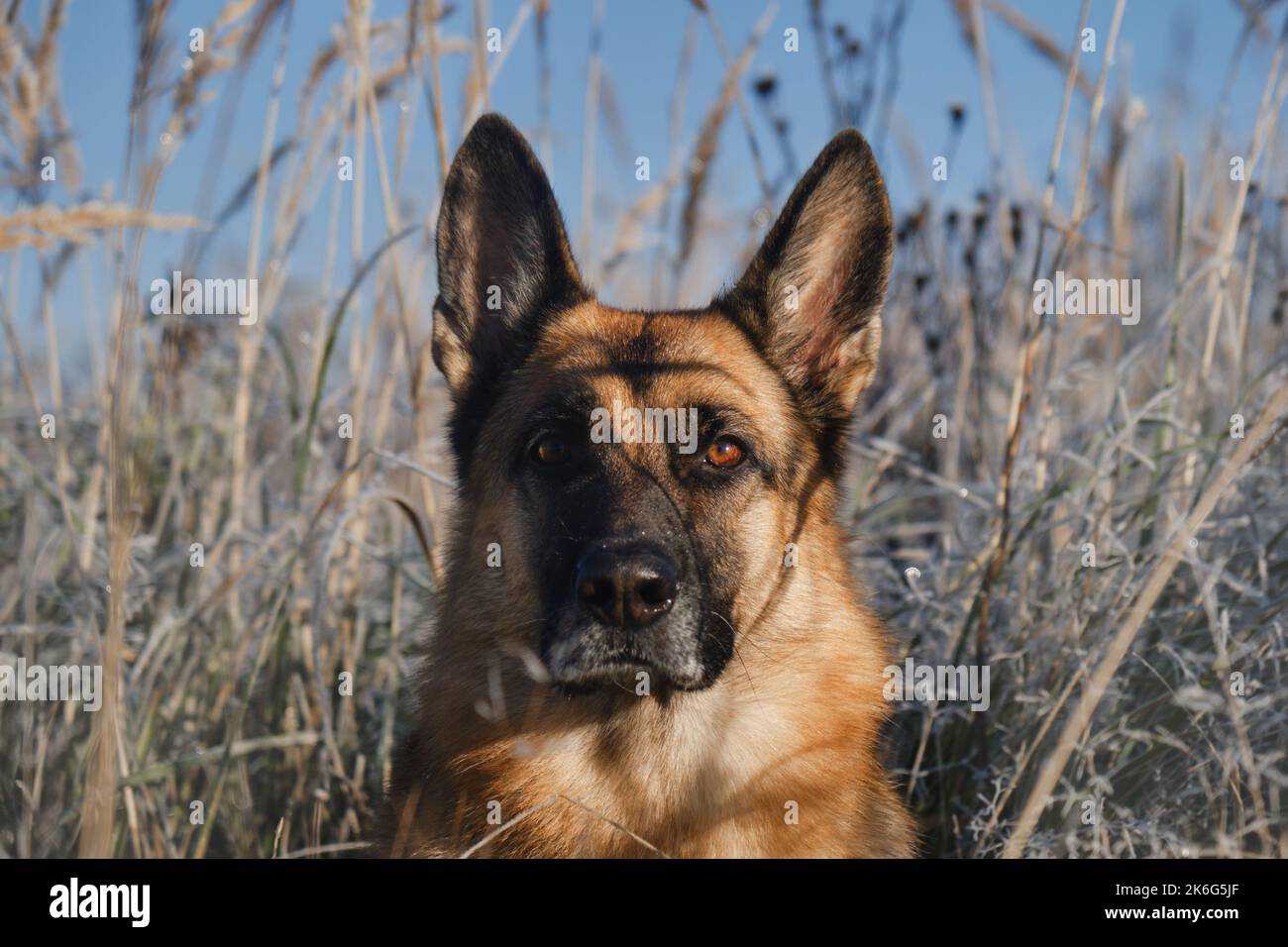 Tall German Shepherd