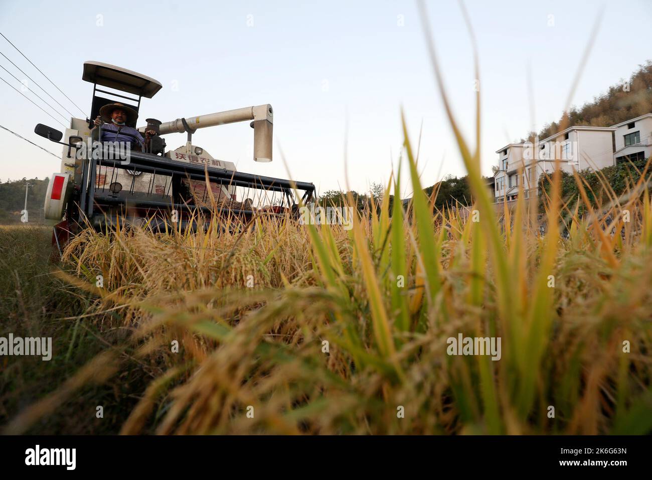 CHENZHOU, CHINA - OCTOBER 13, 2022 - Villagers drive a harvester to ...