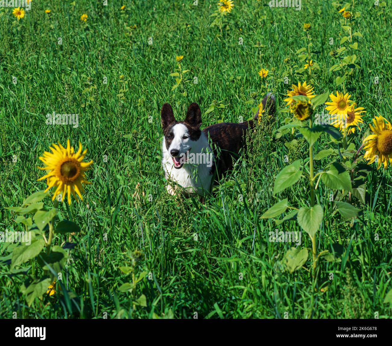 Korgi hi-res stock photography and images - Alamy