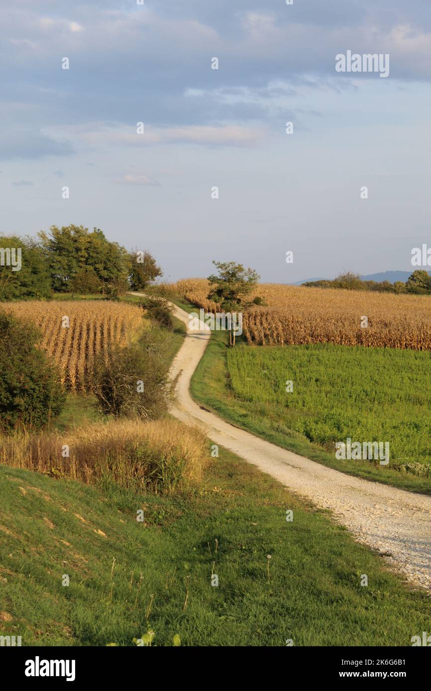 A vertical shot of a long and narrow dirt road on a farm under a ...