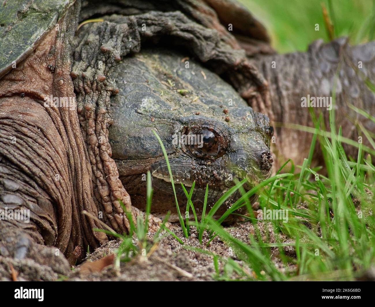 A closeup of a head of a Snapping Turtle on a grass Stock Photo - Alamy