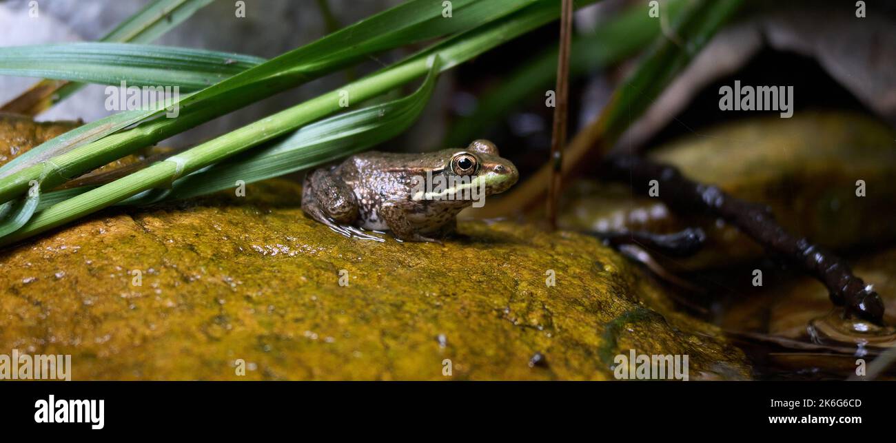 A selective focus shot of a Green Frog sitting on a rock under a tall ...