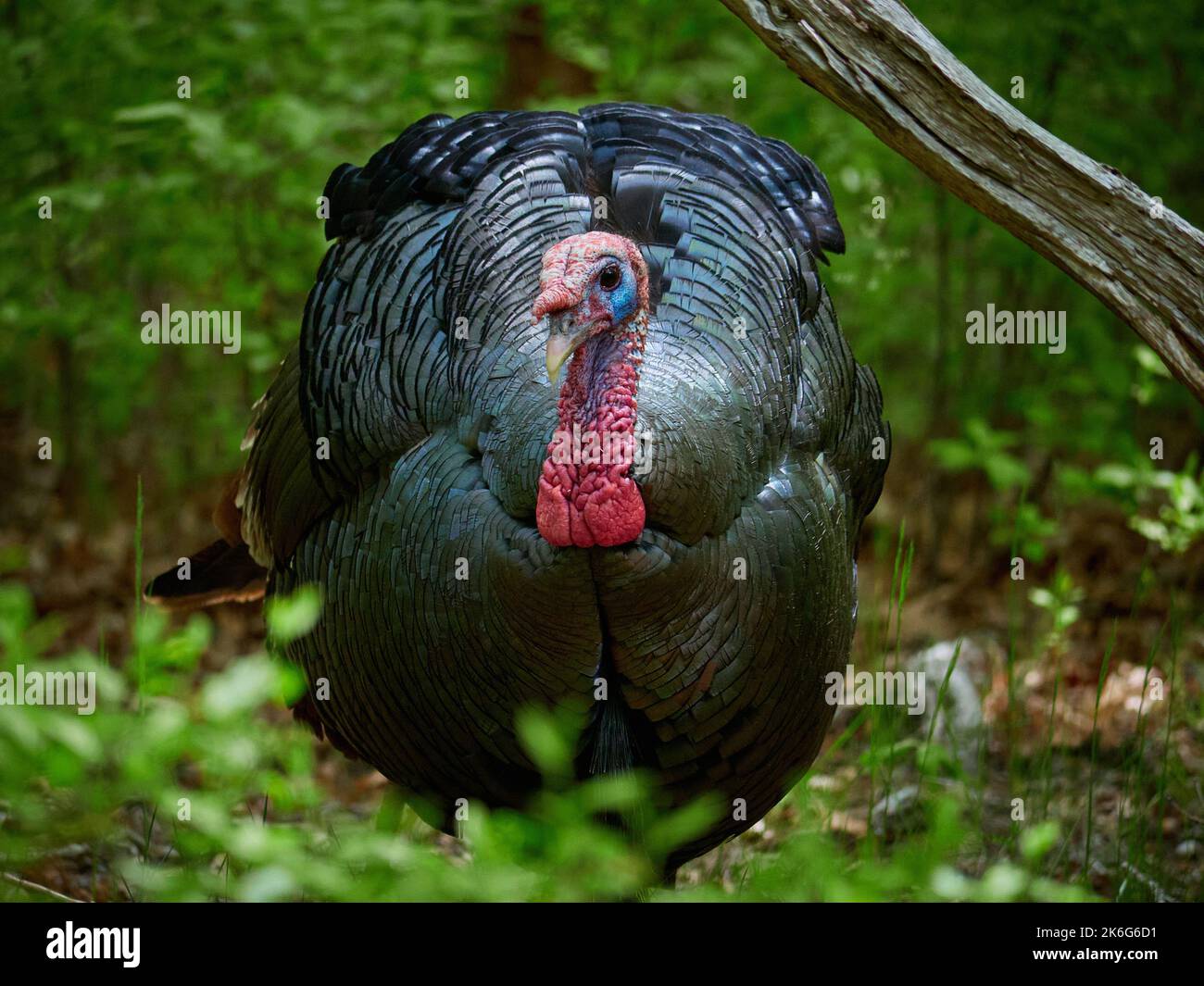 A closeup of a Wild Turkey bird in the woods Stock Photo - Alamy