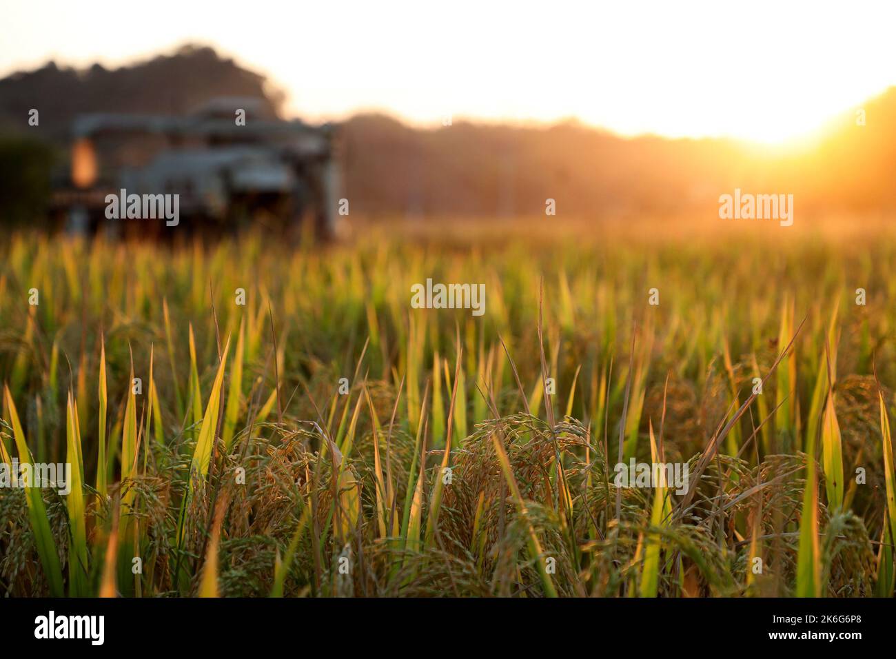 CHENZHOU, CHINA - OCTOBER 13, 2022 - Villagers drive a harvester to ...