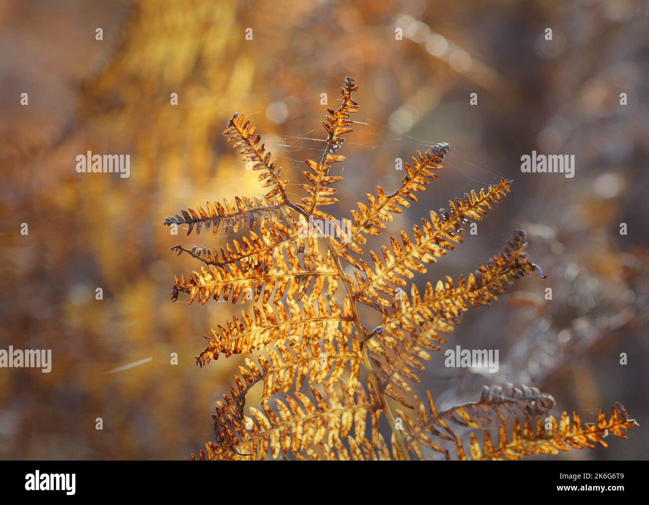 Bracken and leaves hi-res stock photography and images - Alamy