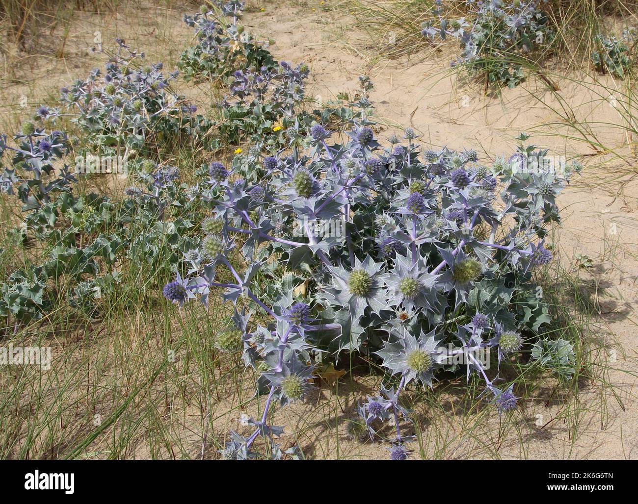 Eryngium maritimum or Sea Holly growing on the beach Stock Photo - Alamy