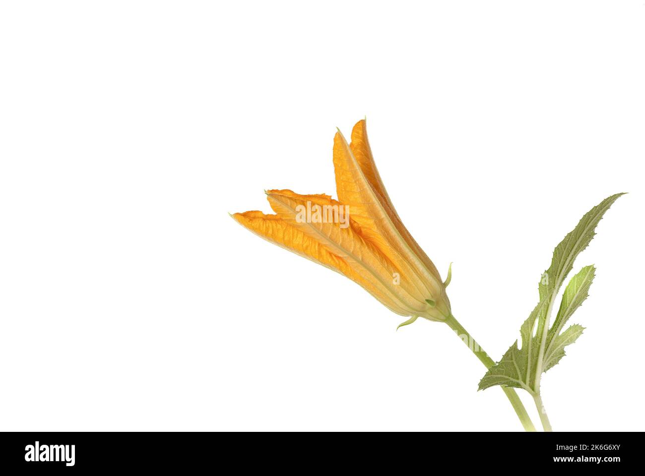 Side view of a blooming flower bud of vegetable zucchini with green ...