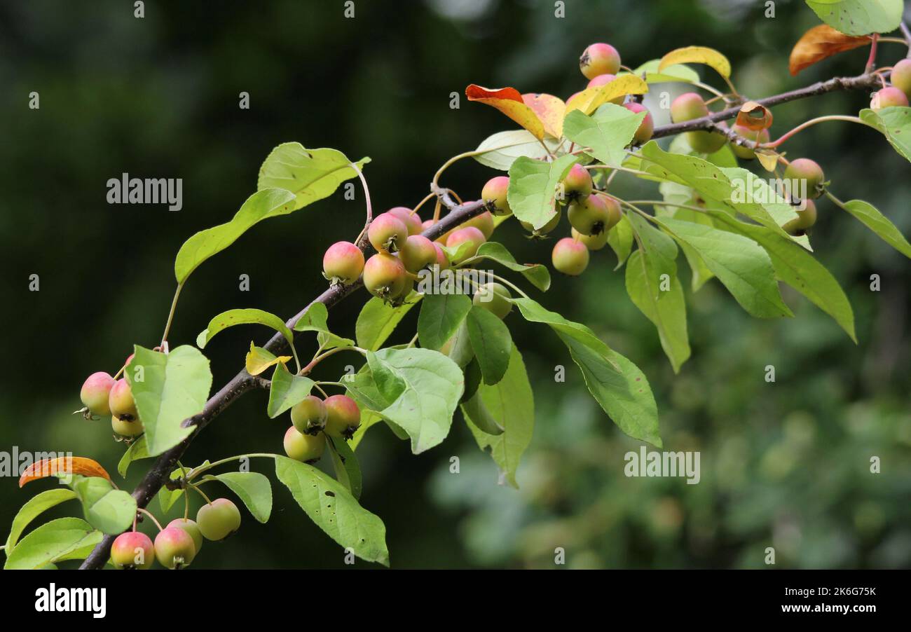 Gorgeous crab apple hi-res stock photography and images - Alamy