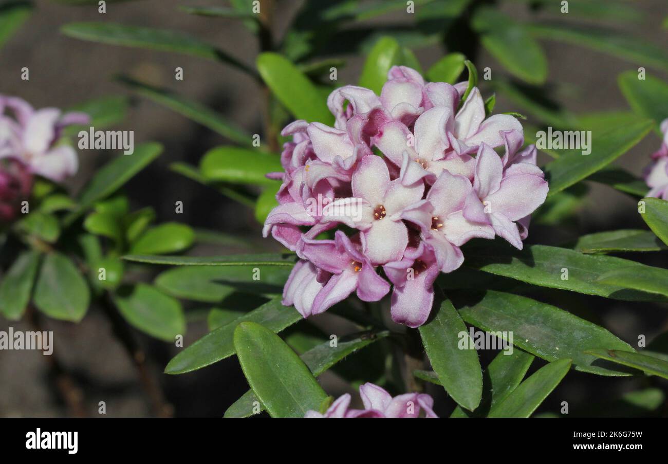 Daphne x transatlantica, Pink Fragrance flower Stock Photo - Alamy