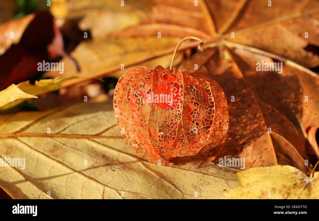 Golden physalis hi-res stock photography and images - Alamy