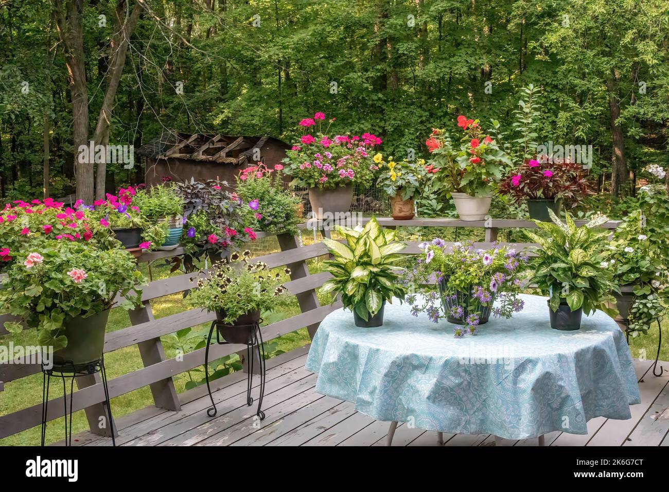 Begonias flowers plants hi-res stock photography and images - Alamy