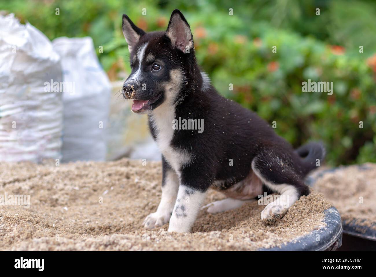 Black and white puppy sitting in bucket of sand. Nose in the sand ...