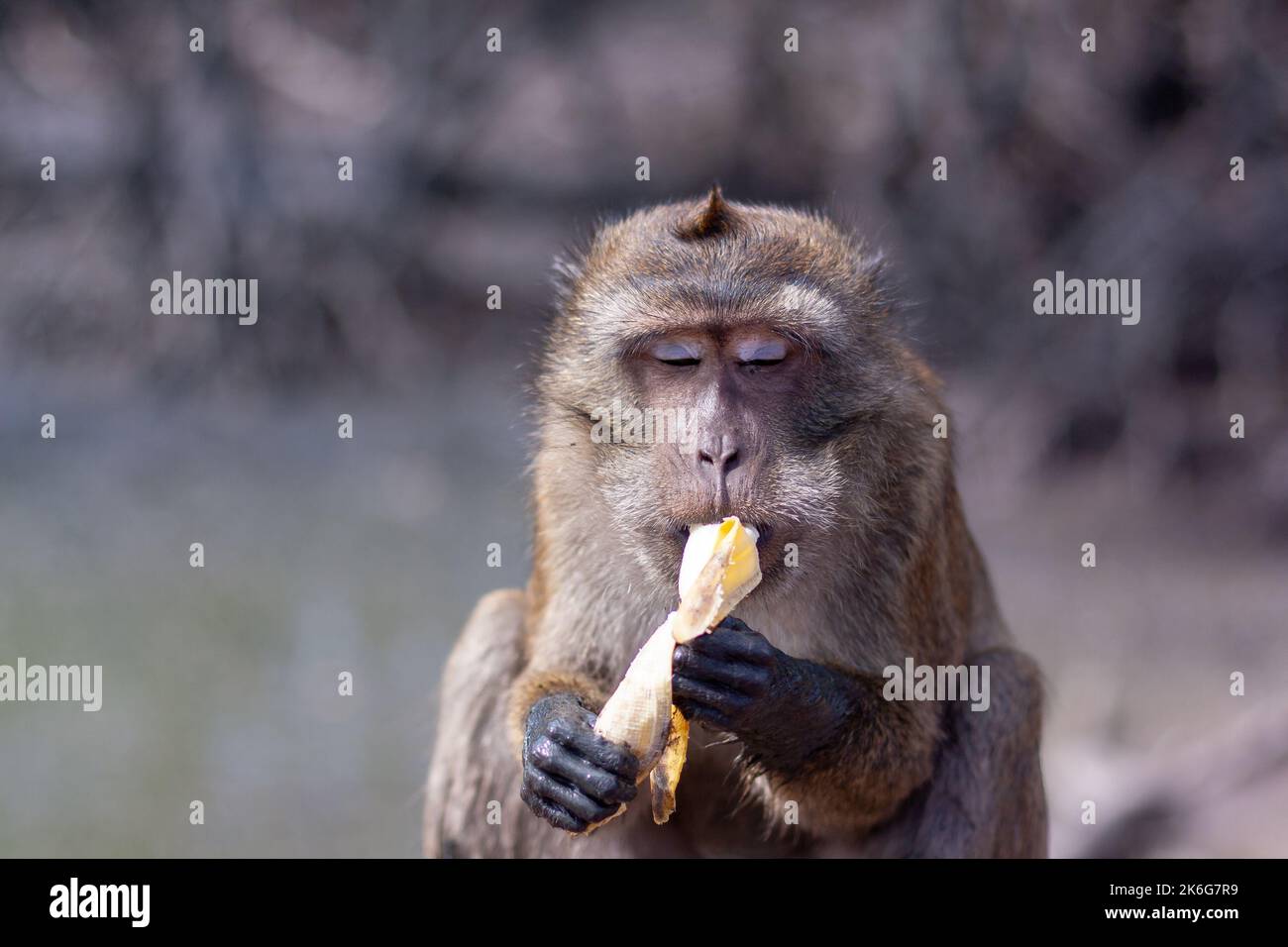 Funny macaque monkey with dirty paws eats banana. Selective focus, blurred background. Front ...