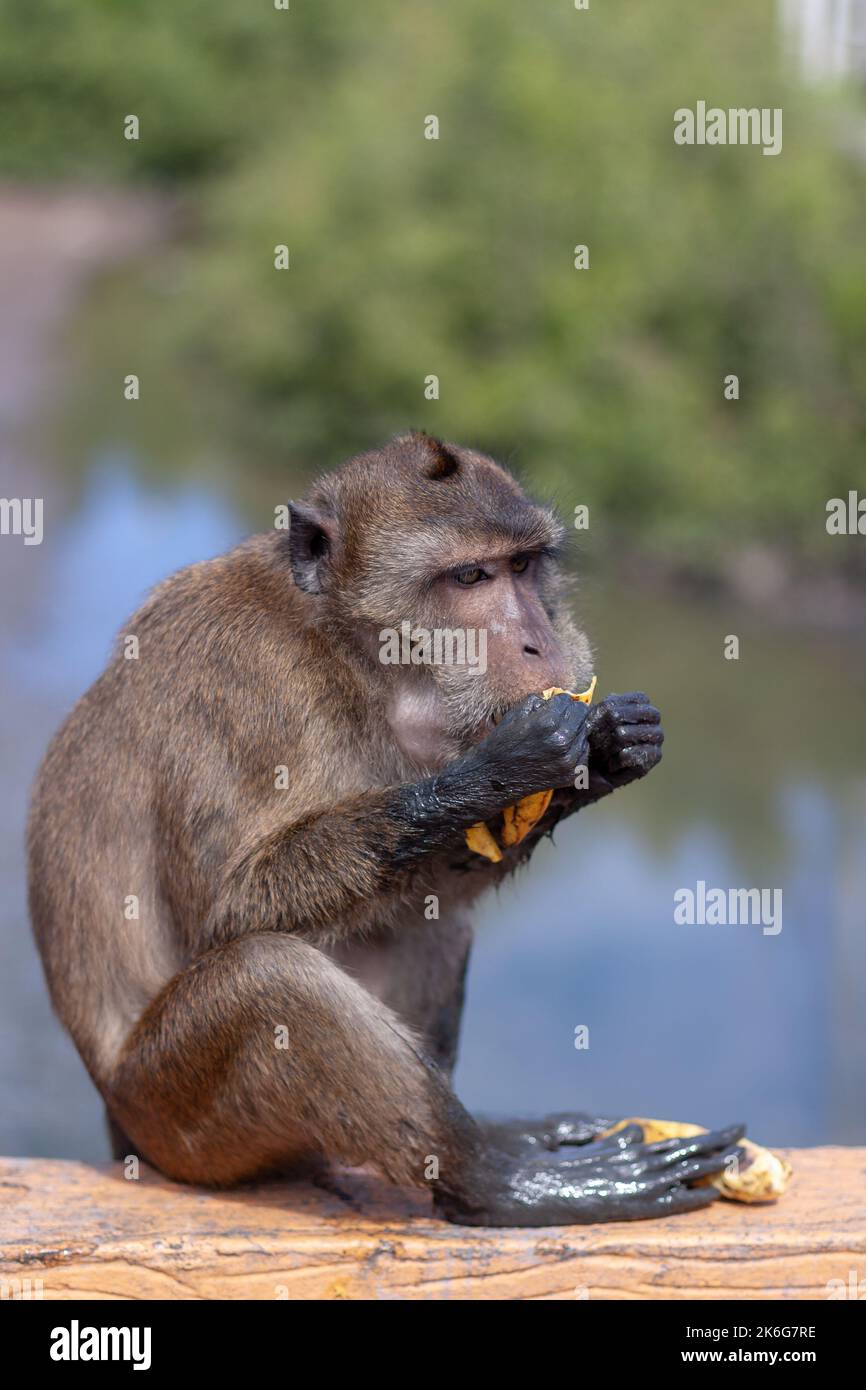Funny macaque monkey with dirty paws eats banana. Selective focus ...