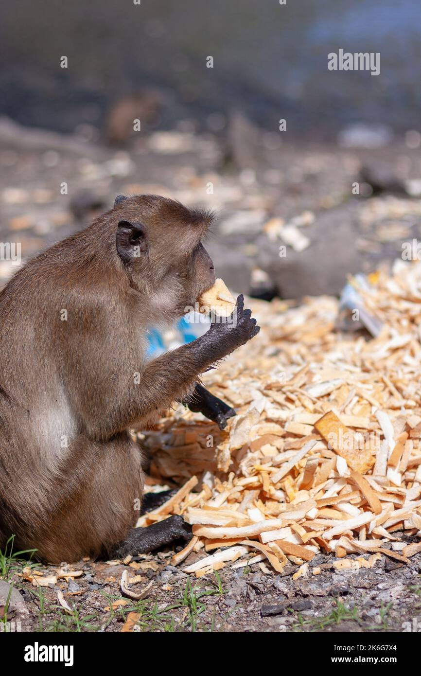 Macaque monkey eats bread crusts from large pile on ground. Selective ...