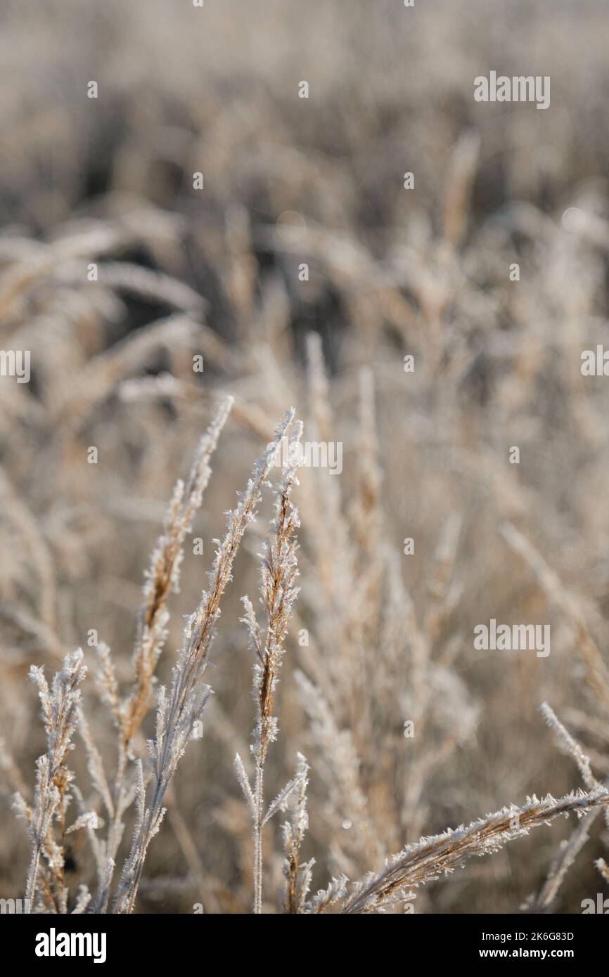 Abstract natural background of soft wild brown plants. Concept nature ...