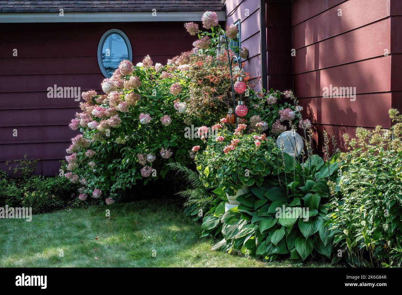 Beautiful hydrangea bush full of pink blossoms and hostas in a garden ...