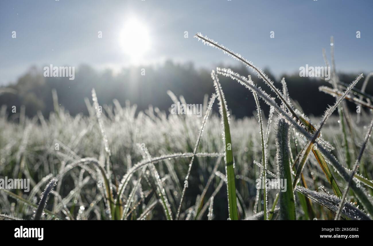 Concept of nature in detail at the end of autumn. First frosts. Green ...