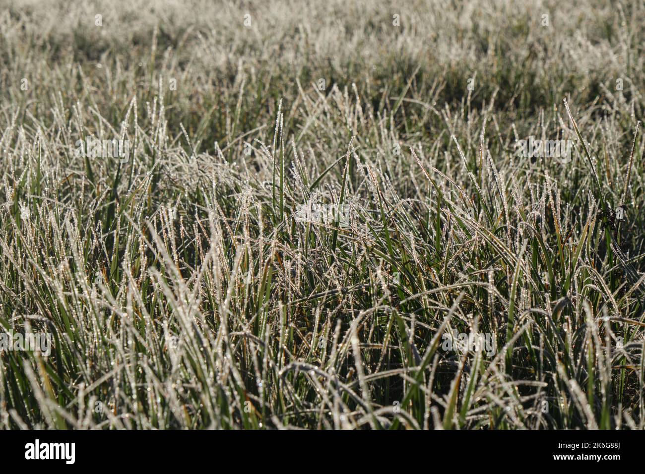 Concept of nature in detail at end of autumn. First frosts. Green wild ...