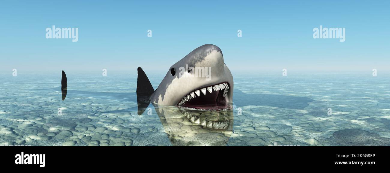 Great white shark in shallow water Stock Photo - Alamy
