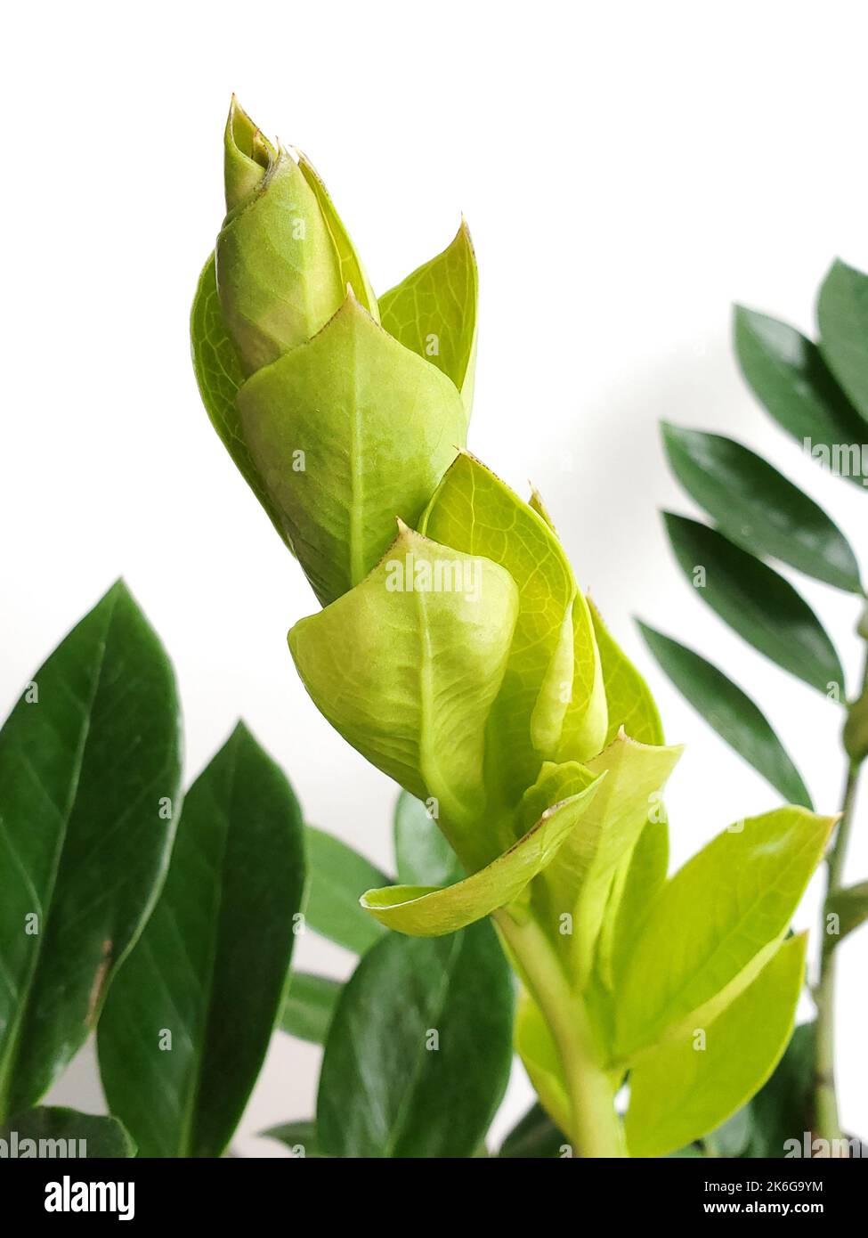 New growing branch of green home plant. Zamioculcas close up Stock ...