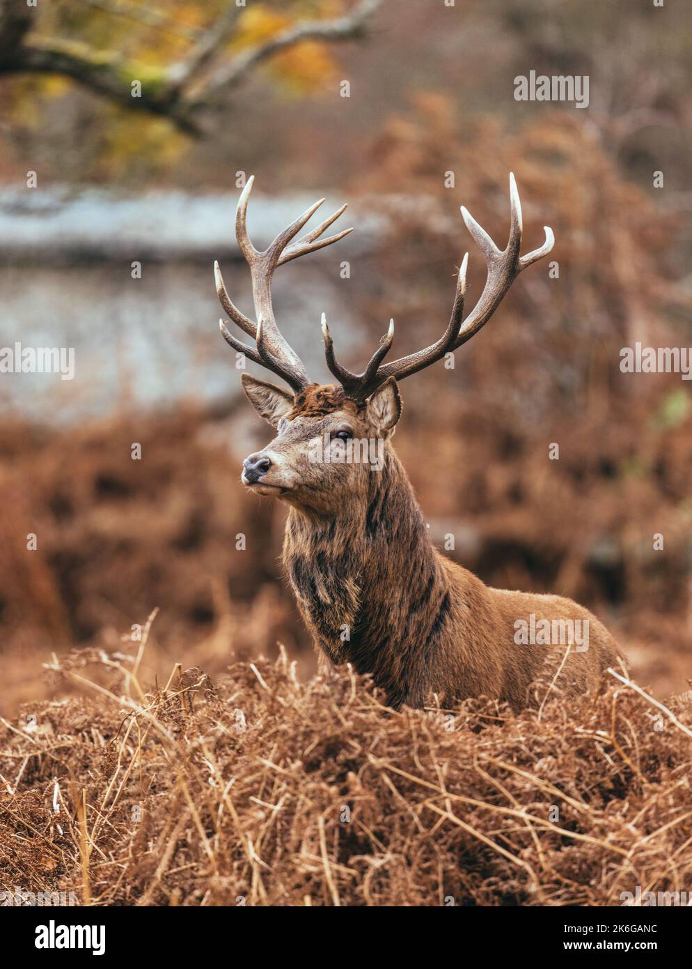 A vertical shot of the majestic red stag with large antlers standing in ...