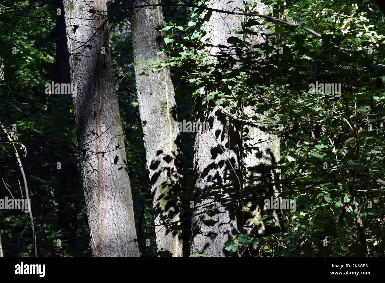 Beautiful autumn landscape in the forest which may encourage people to ...