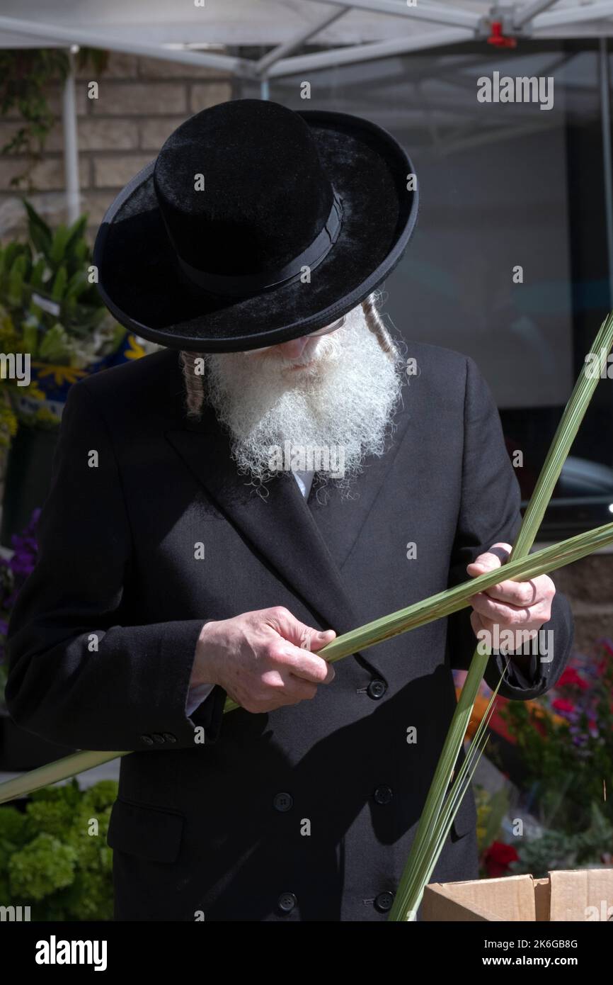 An orthodox Hasidic Jewish man with long curly peyot inspects a lulav ...