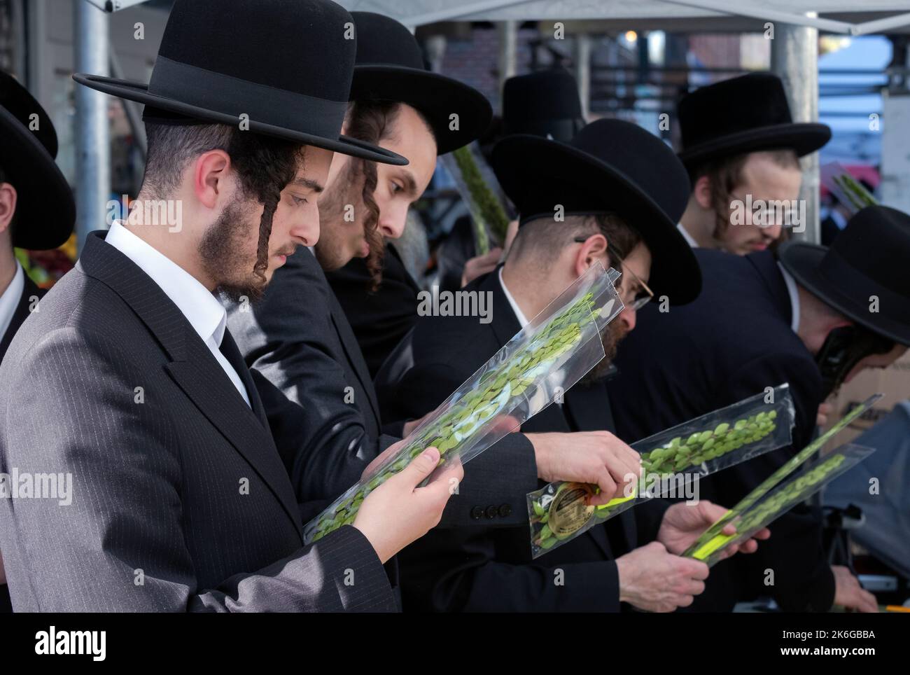 In preparation for the Sukkos holiday, orthodox jewish men examine ...