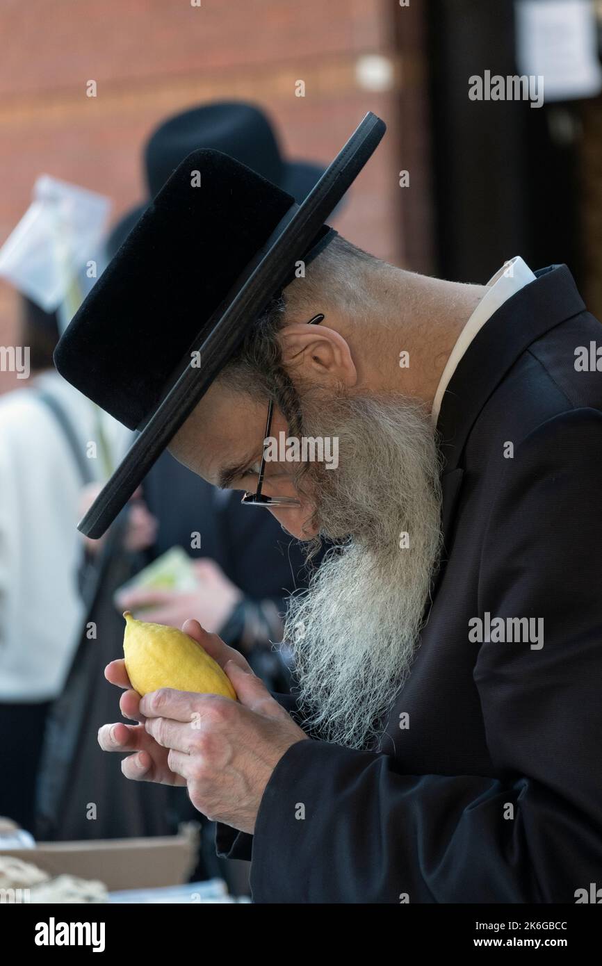 Preparing for Sukkos, an orthodox Jewish man inspects an esrog to be ...