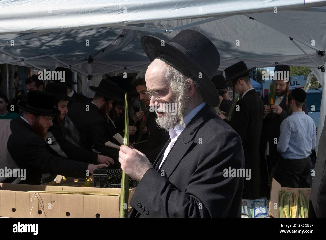 An orthodox Hasidic Jewish man with long curly peyot inspects a lulav ...