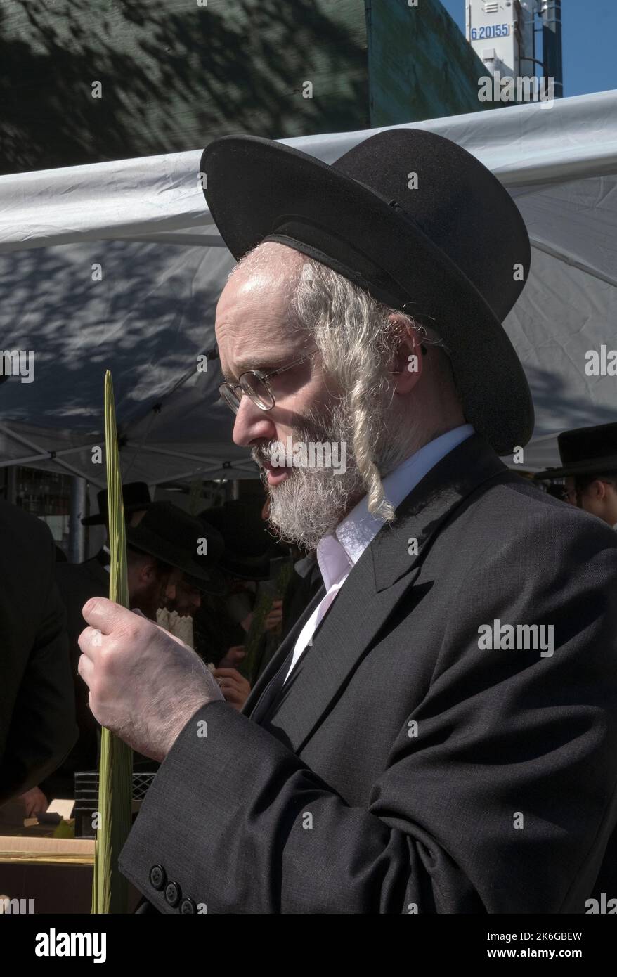 An orthodox Hasidic Jewish man with long curly peyot inspects a lulav ...