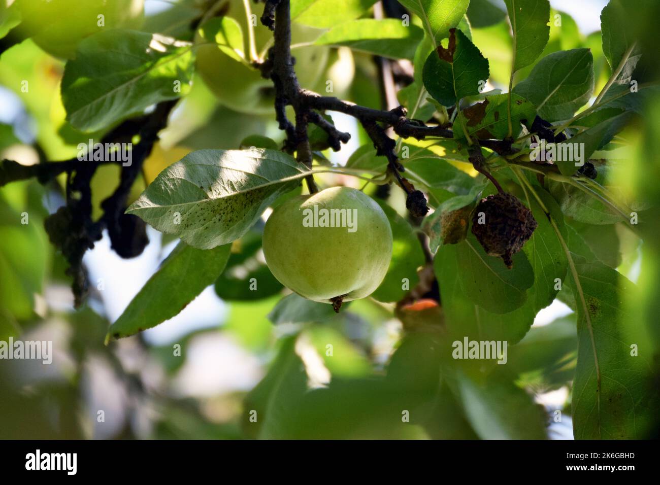 Multiple cultivars apple hi-res stock photography and images - Alamy