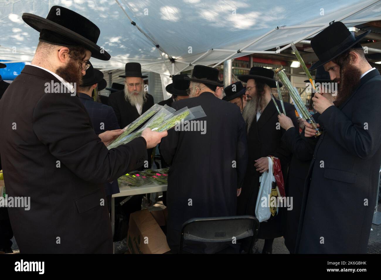 In preparation for the Sukkos holiday, orthodox jewish men examine ...