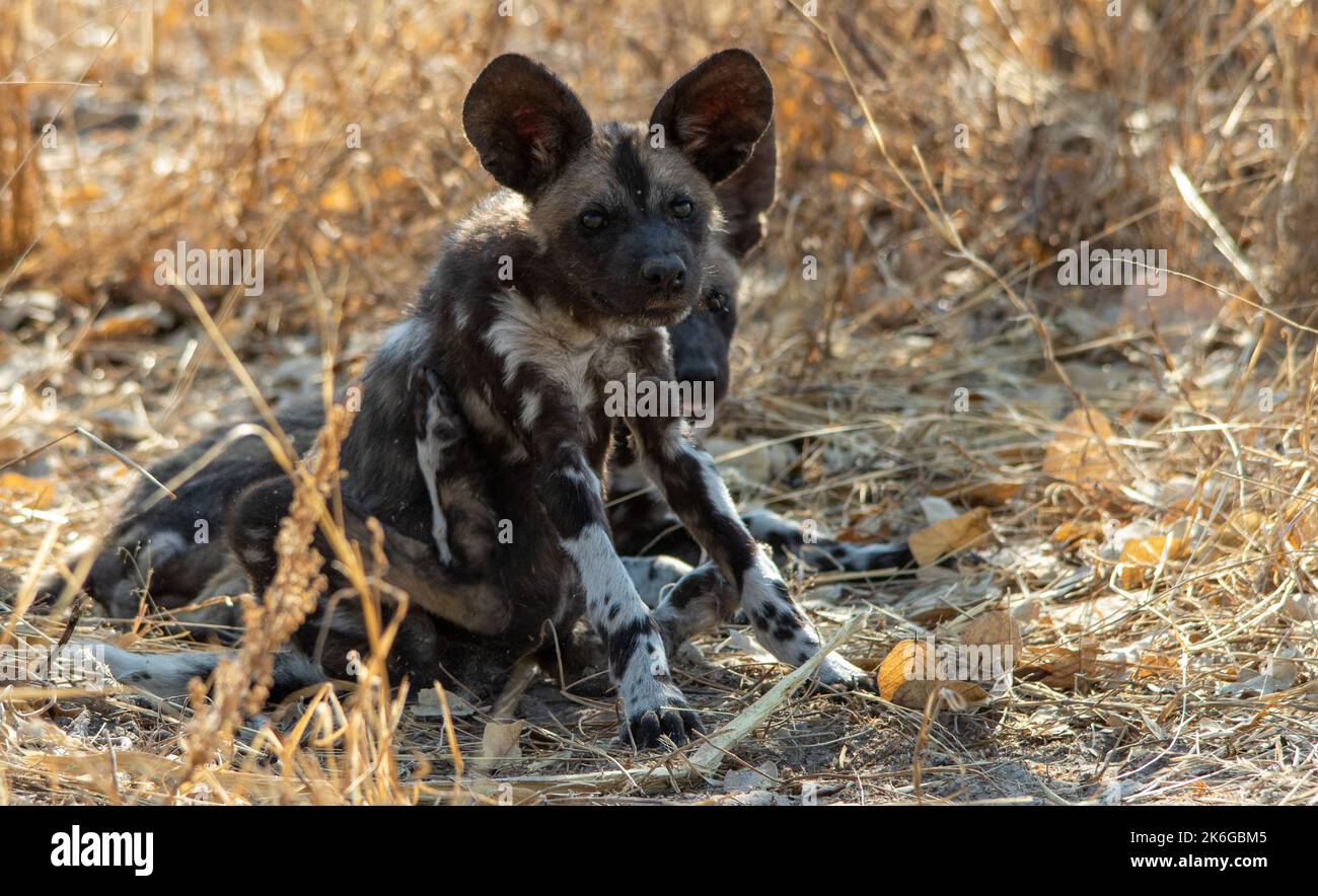 African wild dogs rest outside their den on the African savannah Stock ...