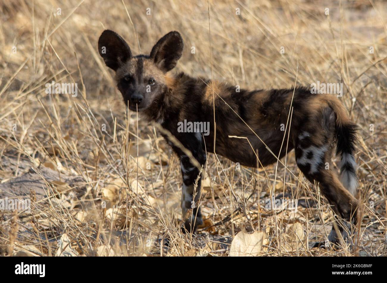 African wild dogs rest outside their den on the African savannah Stock ...
