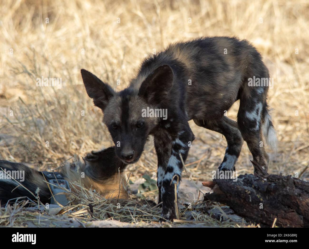 African wild dogs rest outside their den on the African savannah Stock ...