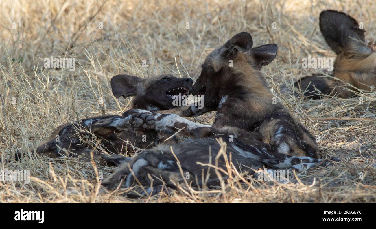 African wild dogs rest outside their den on the African savannah Stock ...