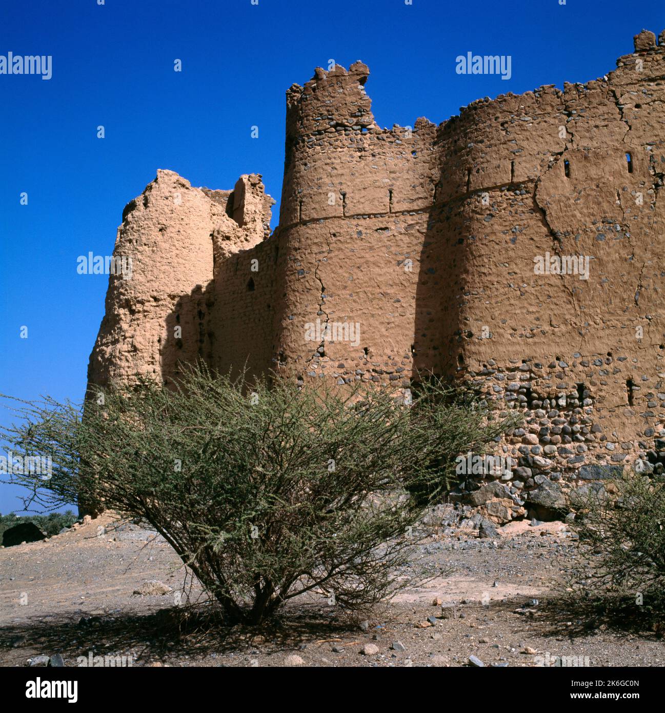 Fujairah UAE Tree Outside Fort Walls Stock Photo - Alamy