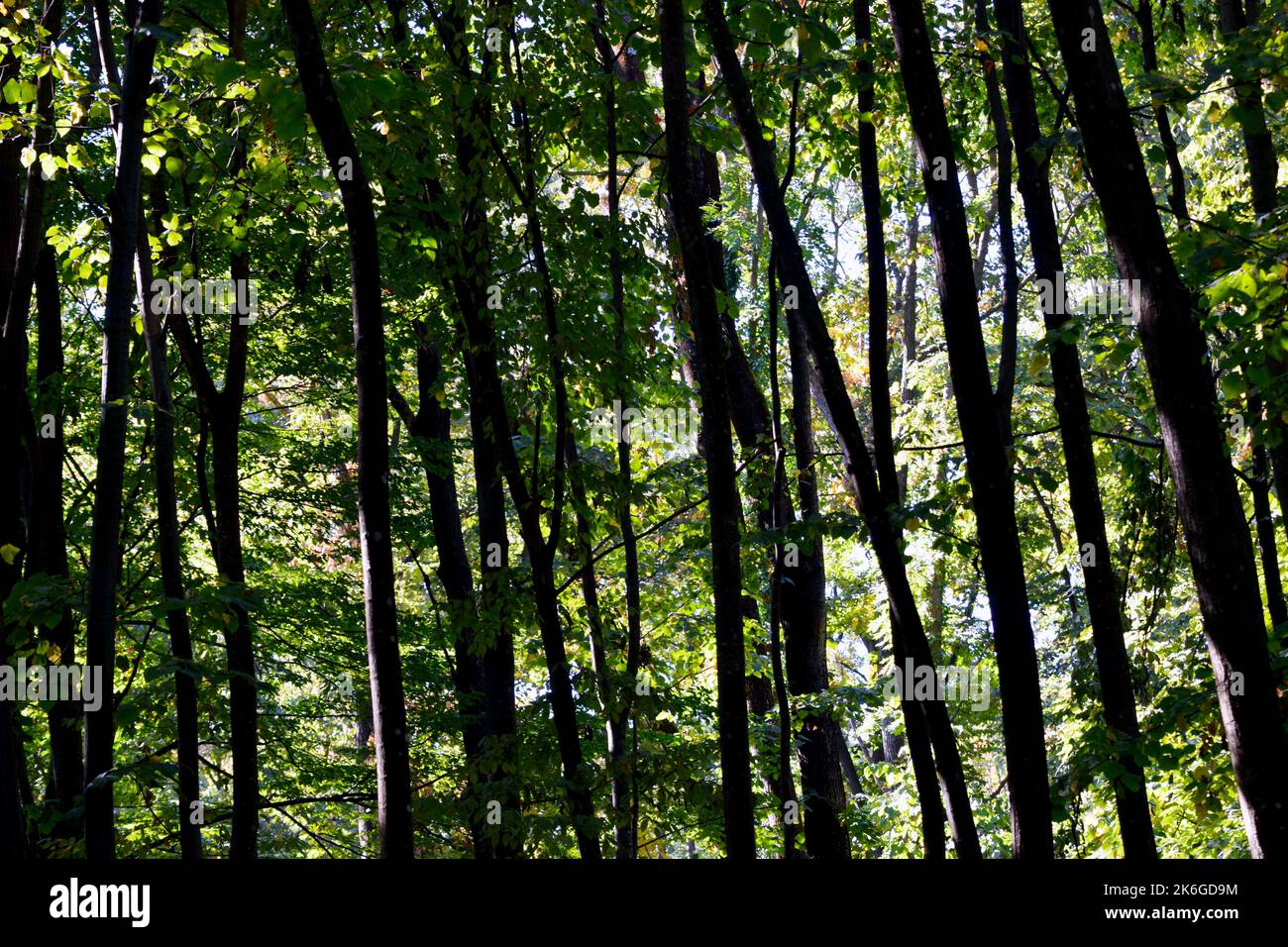 Beautiful autumn landscape in the forest which may encourage people to ...