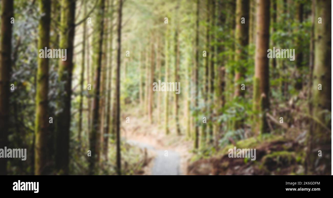 Composition of blurred forest with trees Stock Photo - Alamy